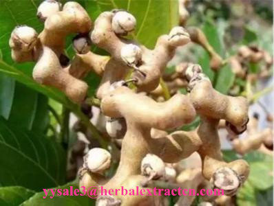 factory Oriental raisin tree Extract, 헛개나무 추출물 분말 5:1, quality assrued, Hovenia dulcis Extract, Shaanxi Yongyuan Bio