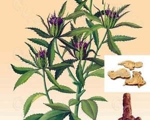Atractylodes macrocephala Extract Powder, ビャクジュツ エキス, Chinese manufacturer, high quality, Shaanxi Yongyuan Bio