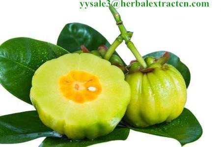Garcinia Cambogia Extract,  HCA 60%, Garcinia peel Extract, Chinese manufacturer, Shaanxi Yongyuan Bio