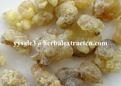 Boswellia Extract Powder, Boswellic Acid 65% Titration, 5:1,Off-white Powder, Chinese manufacturer, Shaanxi Yongyuan Bio