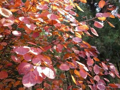 Fisetin 98% HPLC,  CAS No.: 528-48-3, Fisetin 10% 50%,  Shaanxi Yongyuan Bio-Tech, natural Cotinus coggygria Etract