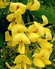 DMF Cytisine 98% HPLC, CAS: 485-35-8, Thermopsis Lanceolate Extract,  Baptitoxine, Sophorine, Shaanxi Yongyuan Bio-Tech