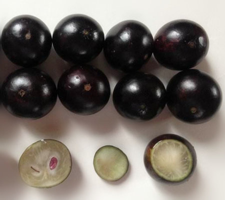 Jabuticaba fruit Powder, Jabuticaba Extract Powder, Fine powder, Brazil fruit Powder, manufacturer