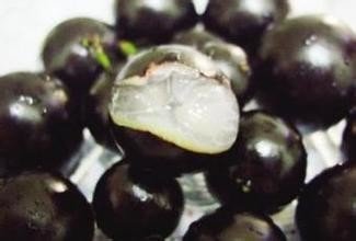 Jabuticaba fruit Powder, Jabuticaba Extract Powder, Fine powder, Brazil fruit Powder, manufacturer
