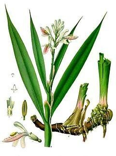 Galangin 98% HPLC,Yellow Powder,CAS 548-83-4, Galangal Extract, Alpinia officinarum Extract, Shaanxi Yongyuan