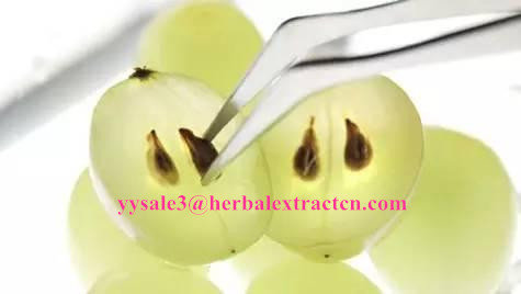 REAL Grape seed Extract OPC 95%,natural antioxidant ingredient,Vitis vinifera Extract,manufacturer, Shaanxi yongyuan Bio