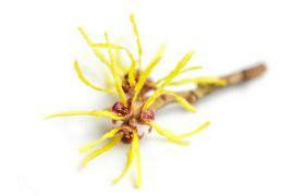 Witch Hazel Extract, Hamamelis virginiana Extract,natural cosmetic ingredient,Factory, Shaanxi Yongyuan Bio
