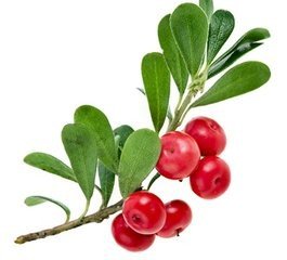 Uva Ursi Extract, Arbutin, α-Arbutin CAS 84380-01-8,β-Arbutin CAS 497-76-7,Cosmetic powder,Factory, Shaanxi Yongyuan Bio