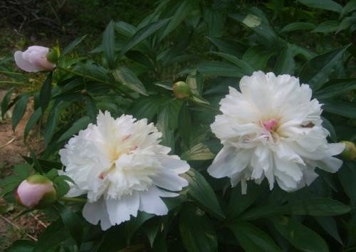 Paeoniflorin 10%-98% HPLC, CAS No.:23180-57-6, Peony Extract,anti-wrinkle Iingredient,manufacturer, Shaanxi yongyuan Bio
