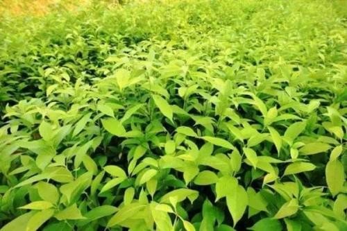 Sweet Tea Extract, Rubusoside 70%-90% HPLC, CAS No.: 64849-39-4,Natural sweetener,food ingredient, Shaanxi Yongyuan Bio