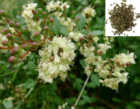 Lawsonia Inermis Extract, Lawsonia leaf Extract, 4:1 TLC, Chinese manufacturer, Shaanxi Yongyuan Bio-Tech