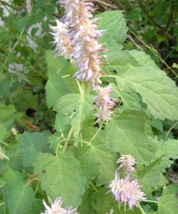 Agastache rugosus extract, Indian mint Extract, 10:1 TLC, TCM Extract, Chinese manufacturer, Shaanxi Yongyuan Bio