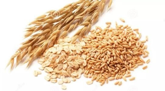 Avena Sativa Extract Beta-Glucan, 20%-70% AOAC, CAS No.: 9041-22-9, Powder and Solution, Shaanxi Yongyuan Bio