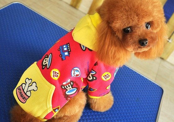 Bichon Frise small dog apparel Hooded Sweatshirts clothes for pets customized