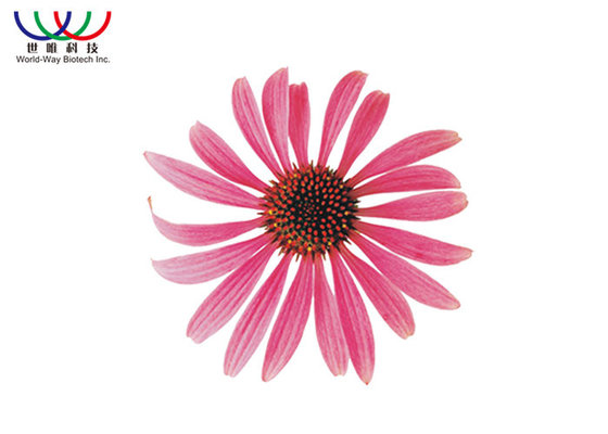 Pharmaceutical Grade Echinacea Angustifolia Extract , Pure Echinacea Plant Extract
