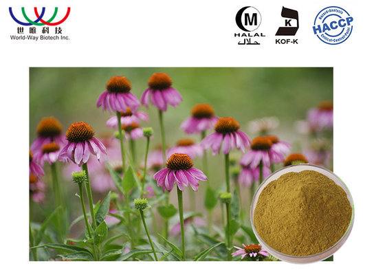 Extracto antibacteriano de la planta del Echinacea, extracto medicinal de la raíz de Purpurea del Echinacea
