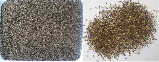 Seeds sesame color Sorter machine optical ccd grain color sorter for Cumin seeds