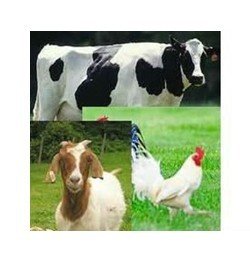 CAS:37278-89-0  Xylanase Water Holding Capacity Extend The Shelf Life Enzyme Additive